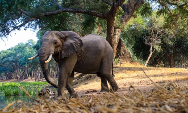 What You Should Know About the Mining Drama in the Lower Zambezi ...