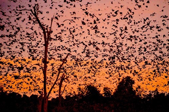 BAT MIGRATION ATTRACTS TOURISTS – Daily Nation