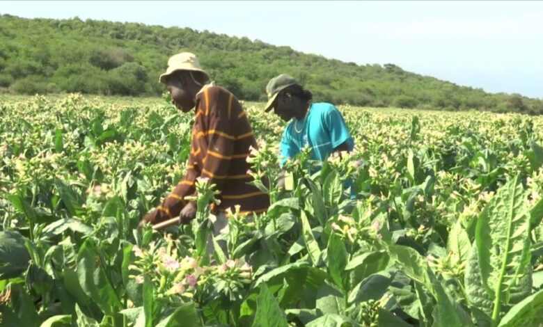 Embrace conservation agriculture, Kazungula farmers urged – Daily Nation